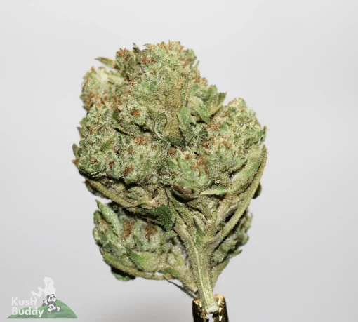 OG Kush Strain – Buy Bulk Weed Online