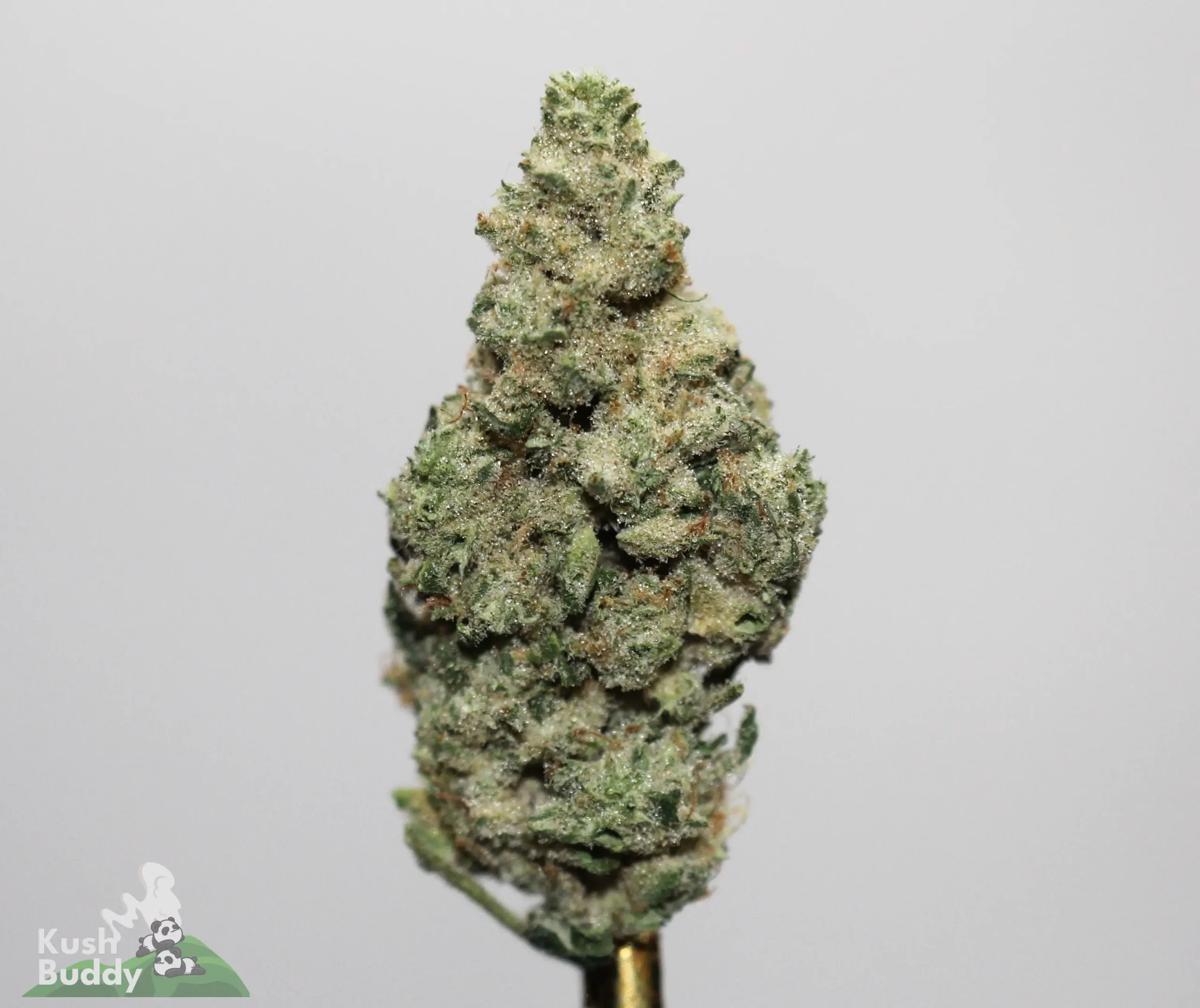 Wedding Cake Strain – Buy Weed Online