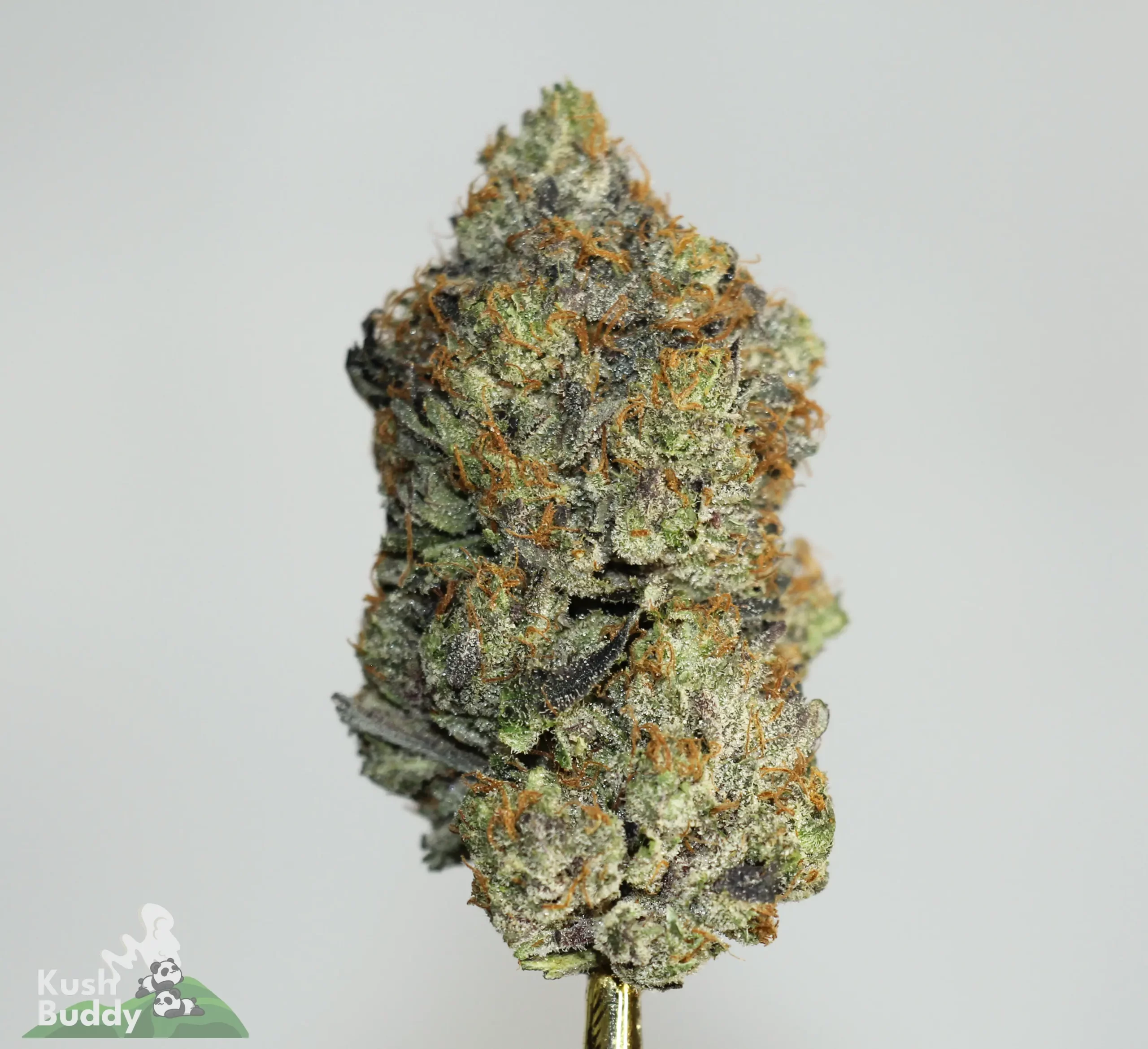Blue Lobster Strain – Buy Weed Online