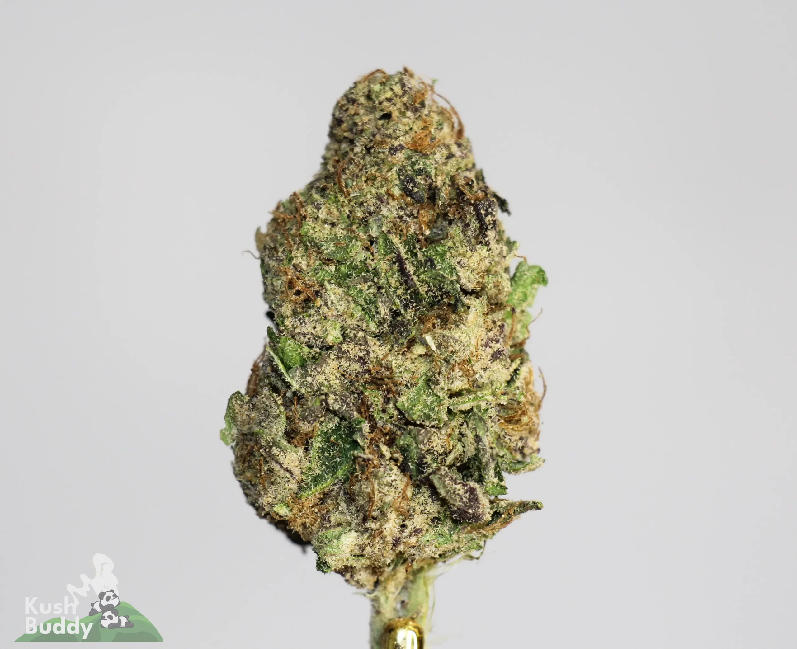 Grape Gas Strain – Buy Bulk Weed Online